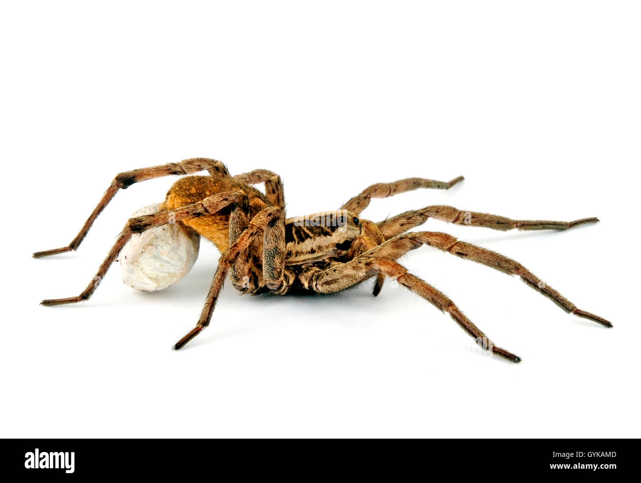 Tarantula opisthosoma Cut Out Stock Images & Pictures - Alamy