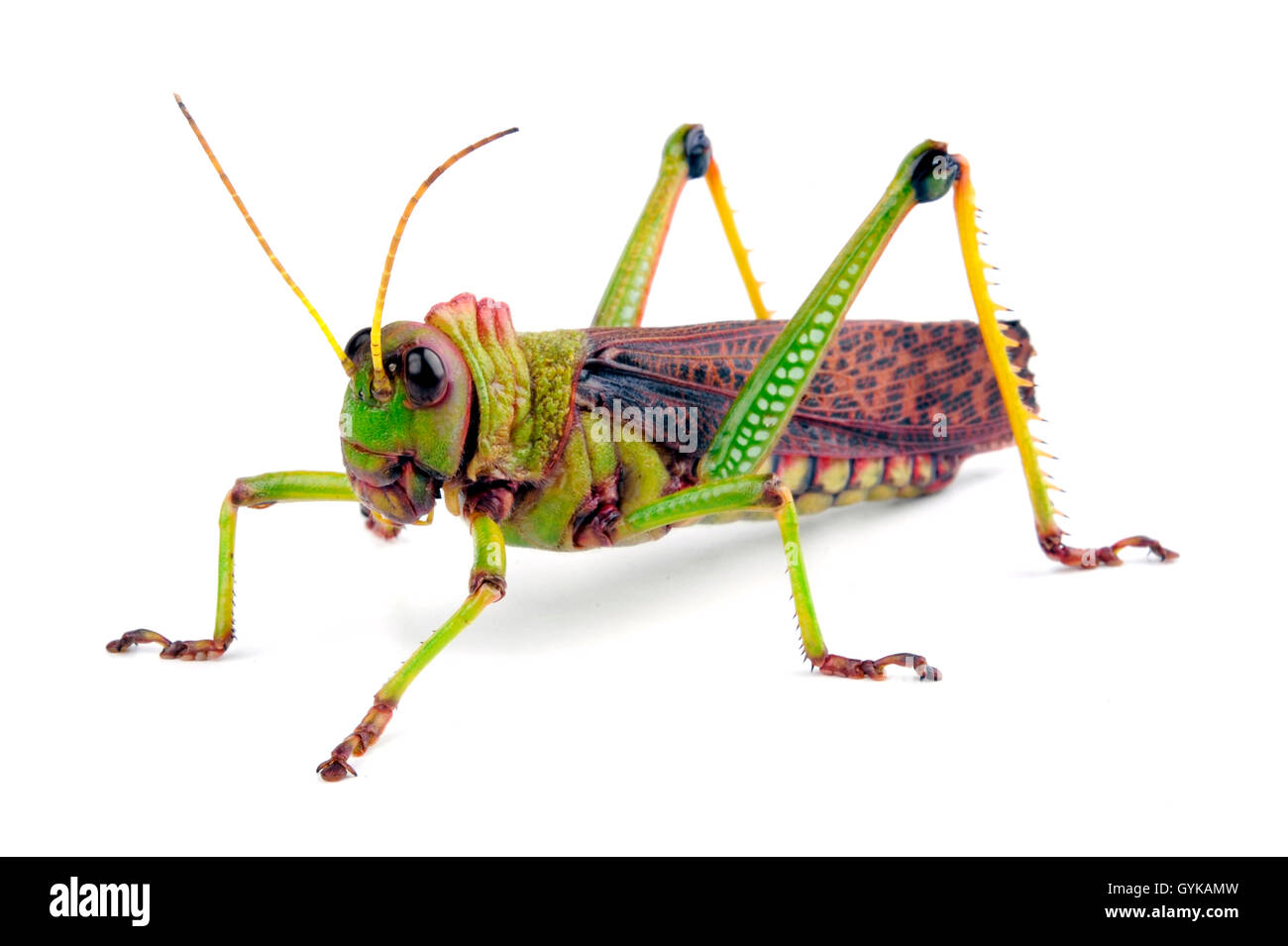 Giant grasshopper Cut Out Stock Images & Pictures - Alamy