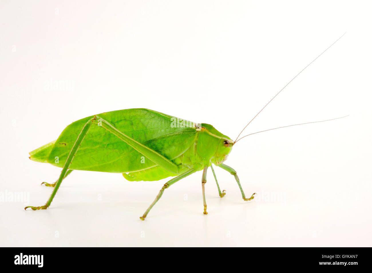 Giant Katydids