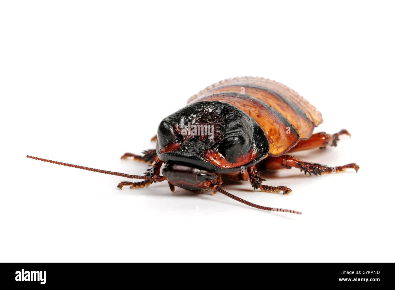 Giant cockroach hi-res stock photography and images - Alamy