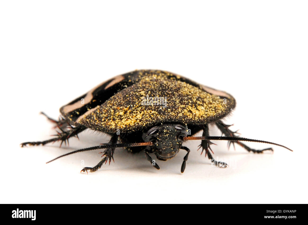 Question Mark Cockroach (Therea olegrandjeani), cut-out, India Stock ...