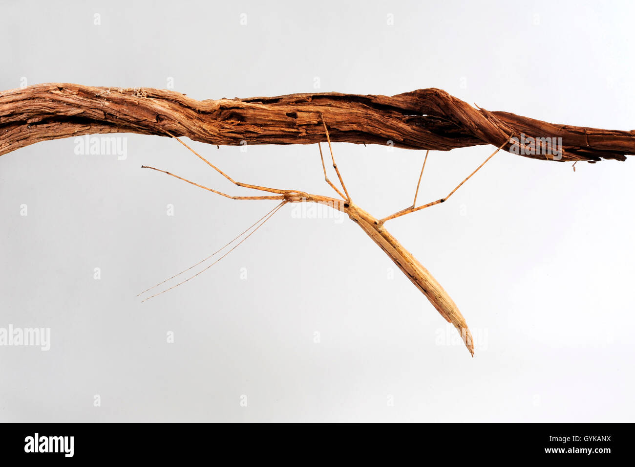 Twig mimicry insect hi-res stock photography and images - Alamy