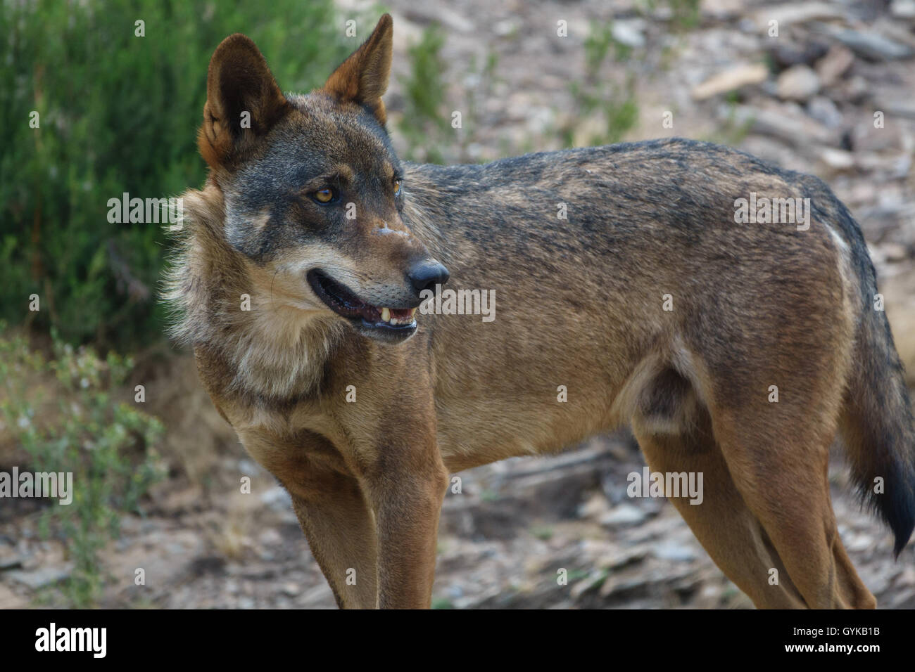 Canis Lupus Signatus watching Stock Photo - Alamy