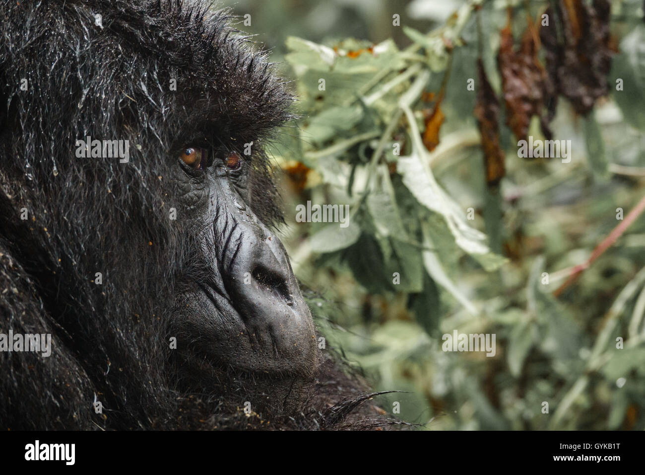 Gorillas face hi-res stock photography and images - Alamy