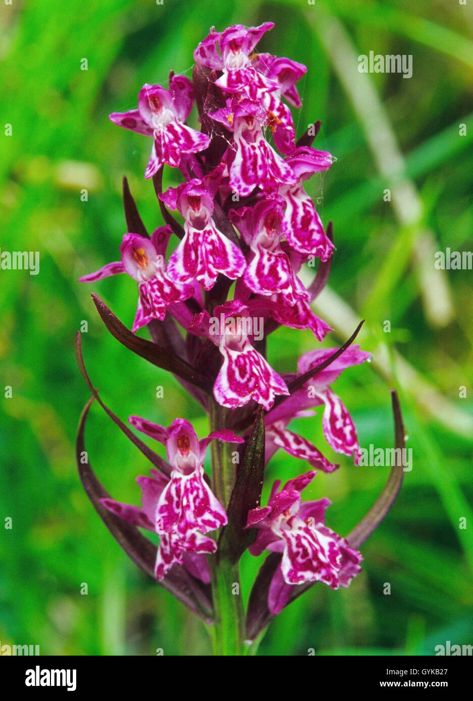 western marsh-orchid (Dactylorhiza majalis), inflorescence, Germany ...