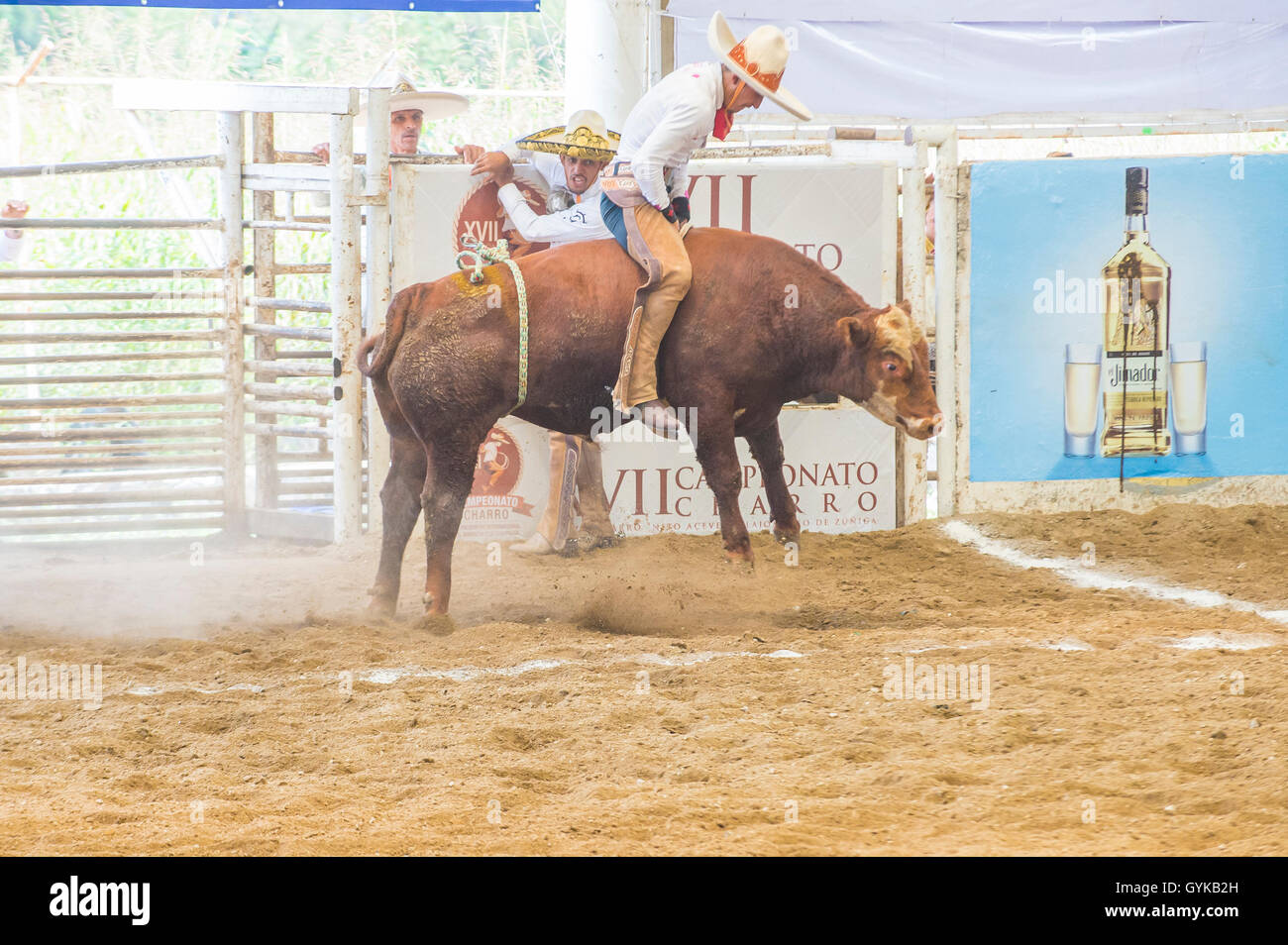 Charro Participates in a bull riding Competition at the 23rd ...