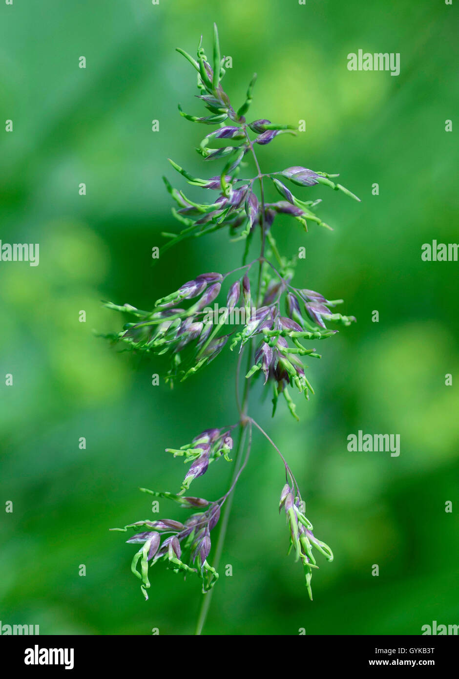 Bluegrass meadow hi-res stock photography and images - Alamy