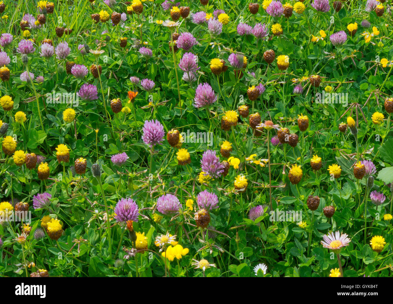brown clover (Trifolium badium), blloming, Austria, Tyrol, Region ...