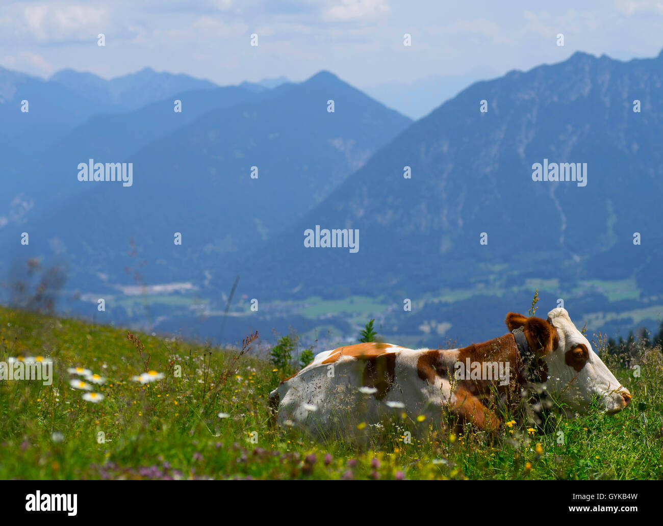 Dairy cow side view hi-res stock photography and images - Alamy