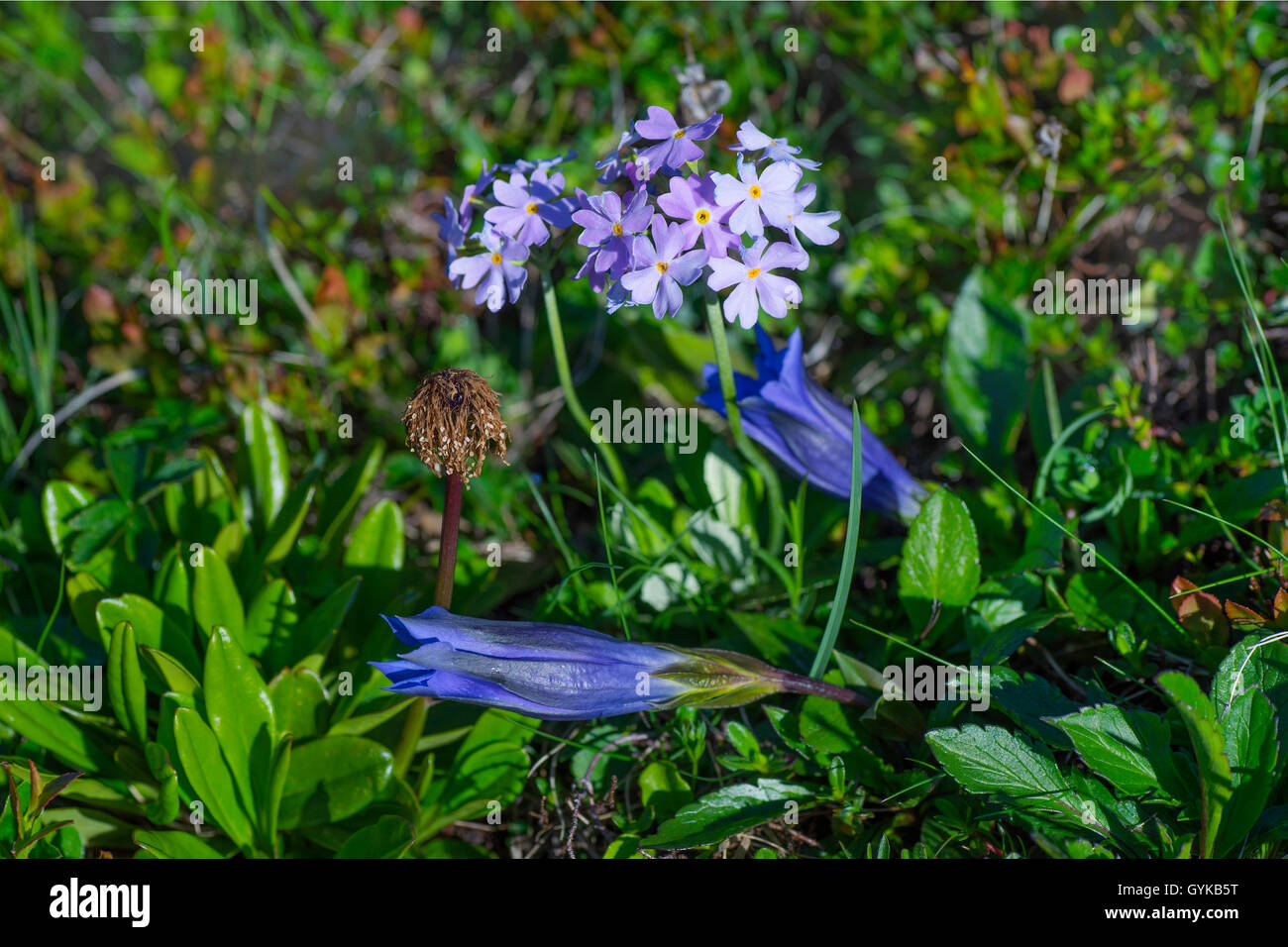Primula and gentian in a mountain meadow, Austria, Tyrol, Hahntennjoch ...