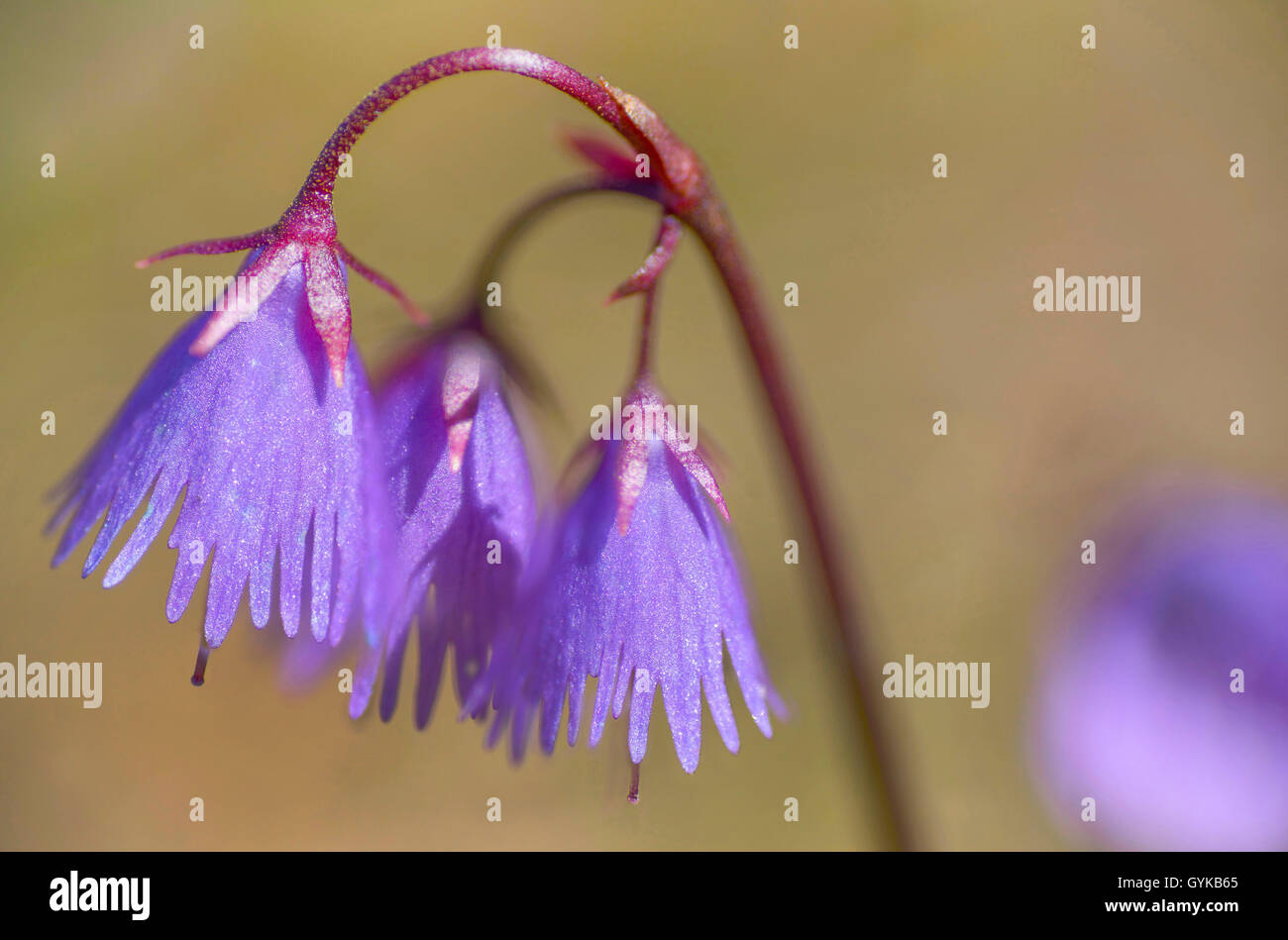 Dwarf Soldanella, Dwarf Snowbell Flower (Soldanella pusilla, Soldanella ...