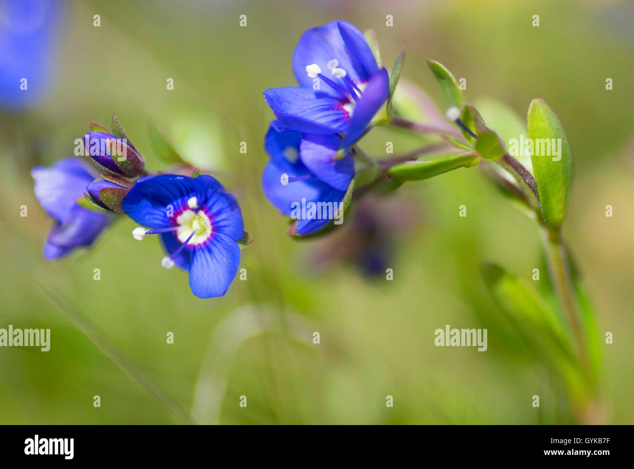 Rock speedwell (Veronica fruticans), flowers, Austria, Tyrol ...