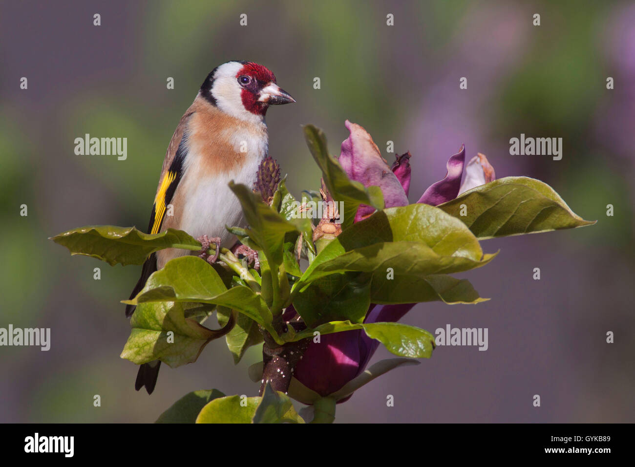Eurasian goldfinch (Carduelis carduelis), male sits on magnolia, bird ...