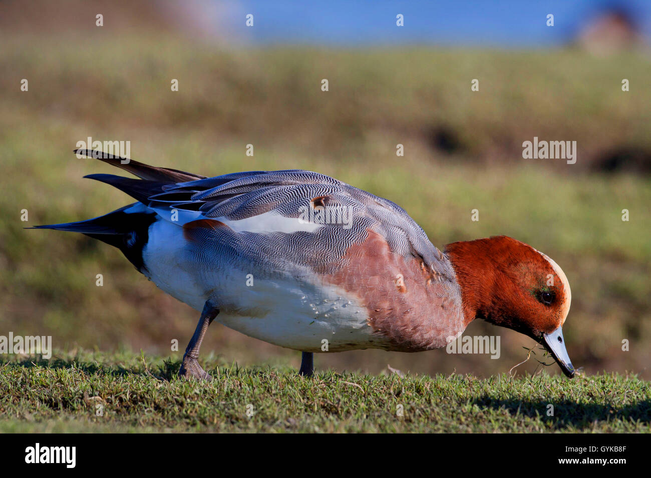 European wigeon (Anas penelope, Mareca penelope), drake with breeding ...