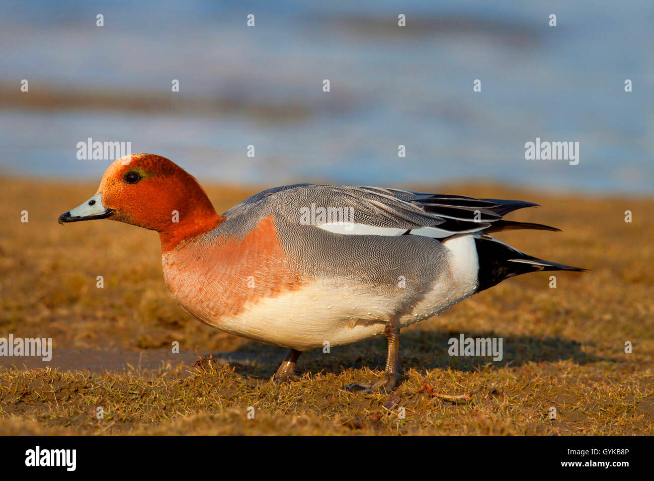 European wigeon (Anas penelope, Mareca penelope), drake with breeding ...