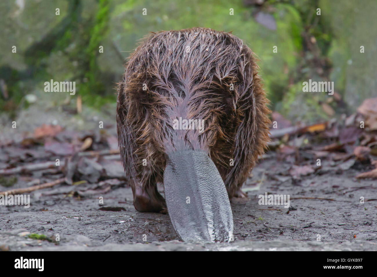 European beaver tail hi-res stock photography and images - Alamy