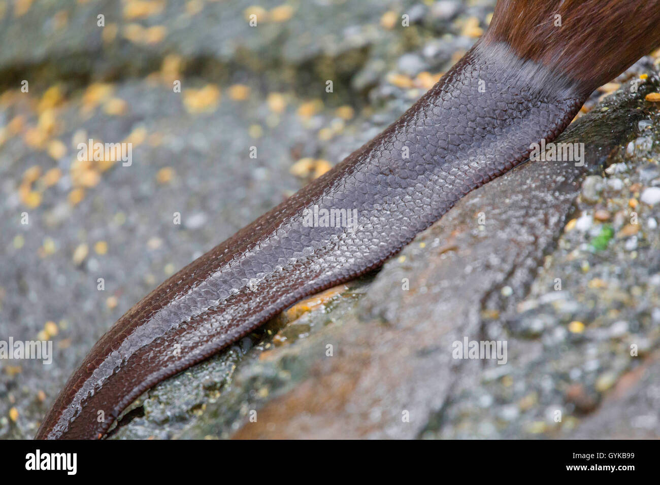 Beaver tail close up hi-res stock photography and images - Alamy