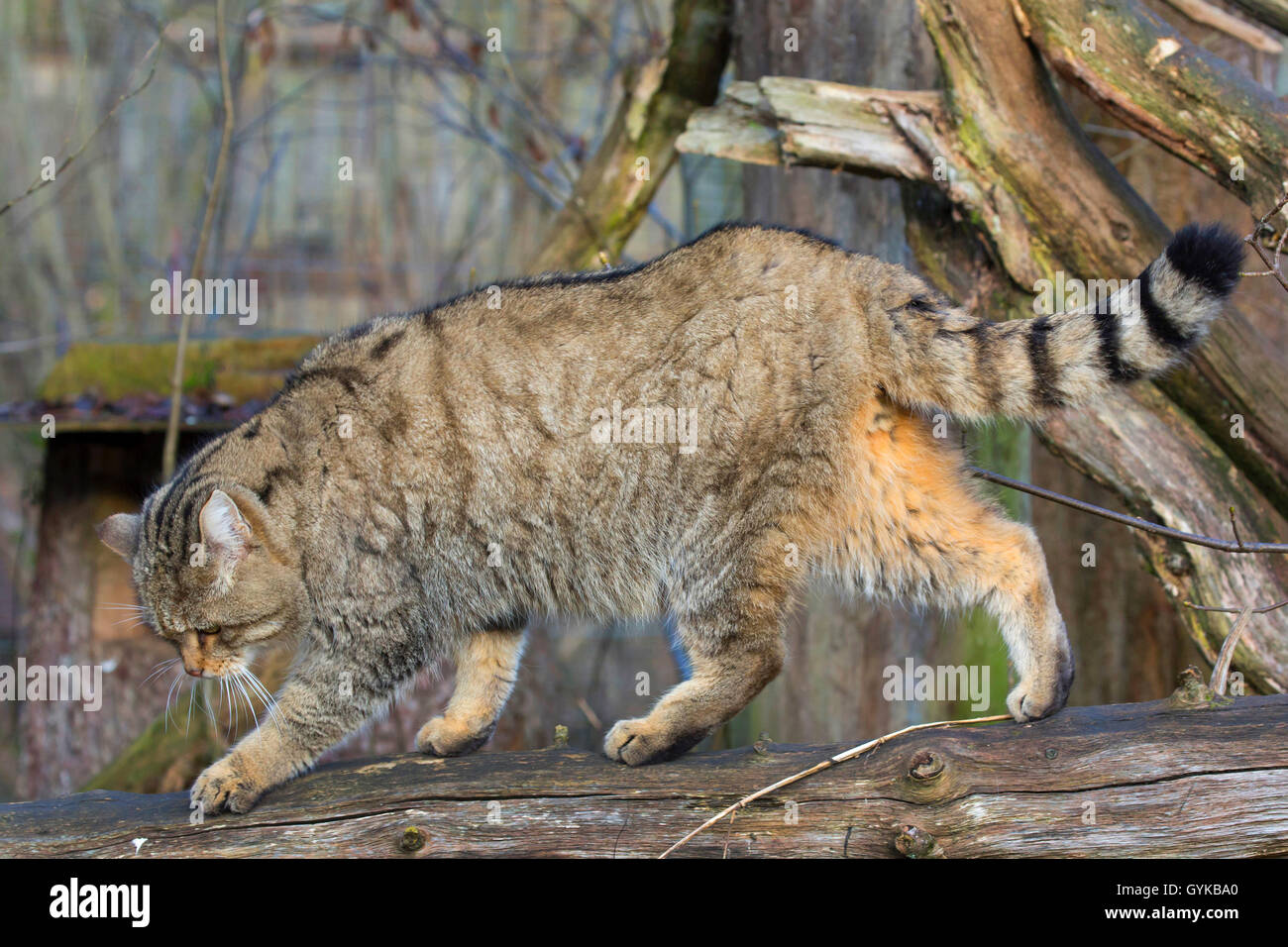 Male Wildcat High Resolution Stock Photography and Images - Alamy