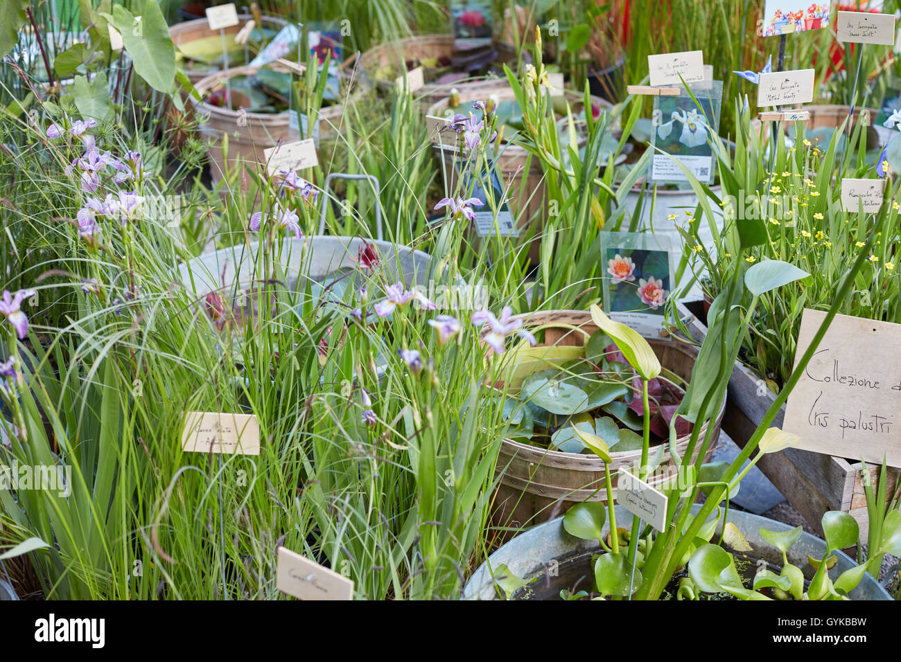 Semi Aquatic Plants Sale