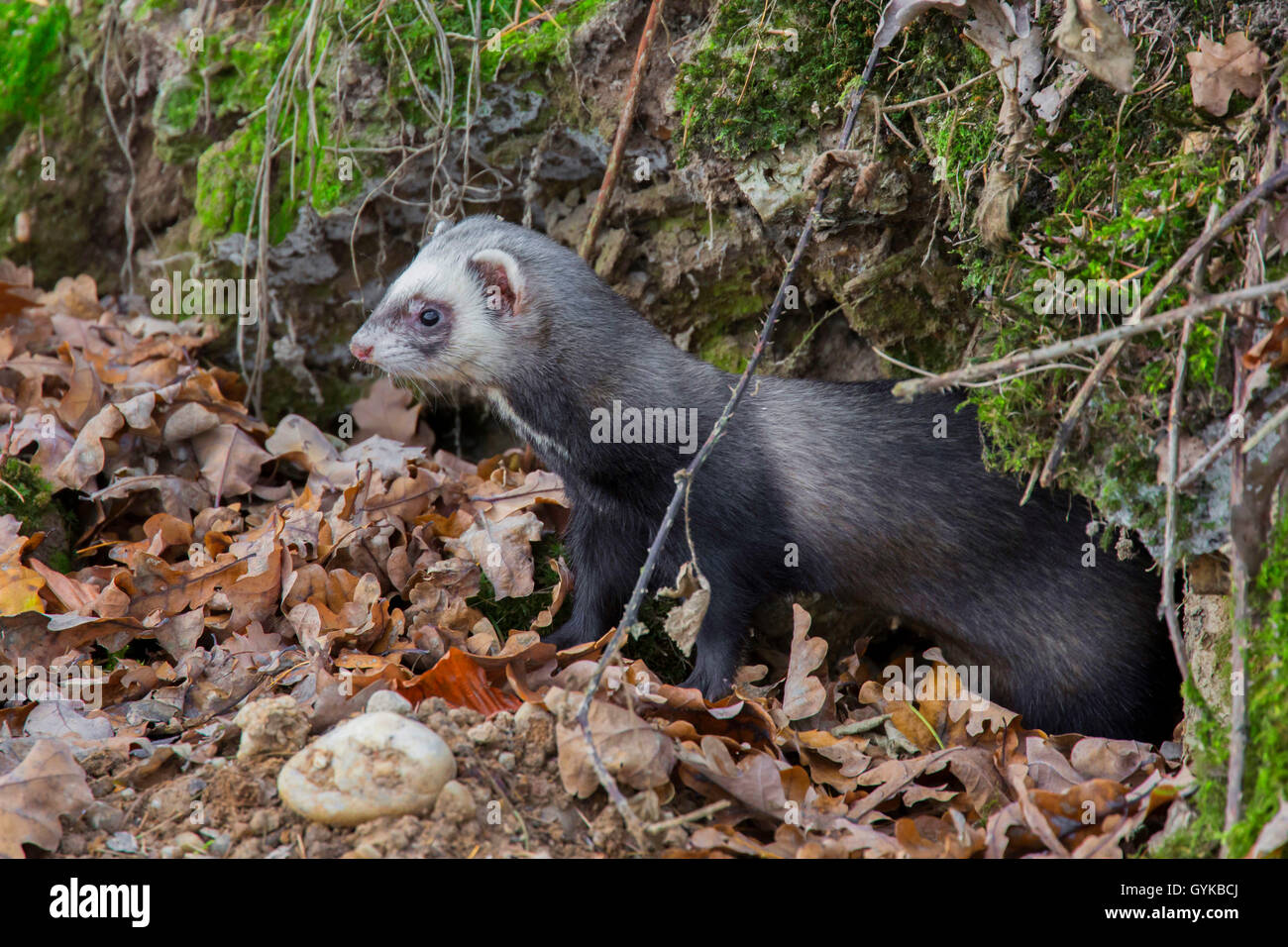 Polecat den hi-res stock photography and images - Alamy