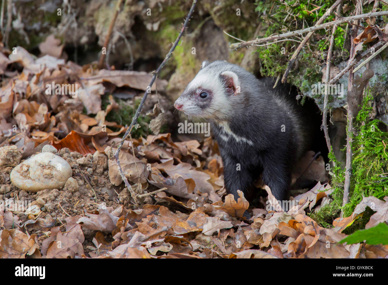 European polecat (Mustela putorius), looks out of its den, Germany ...