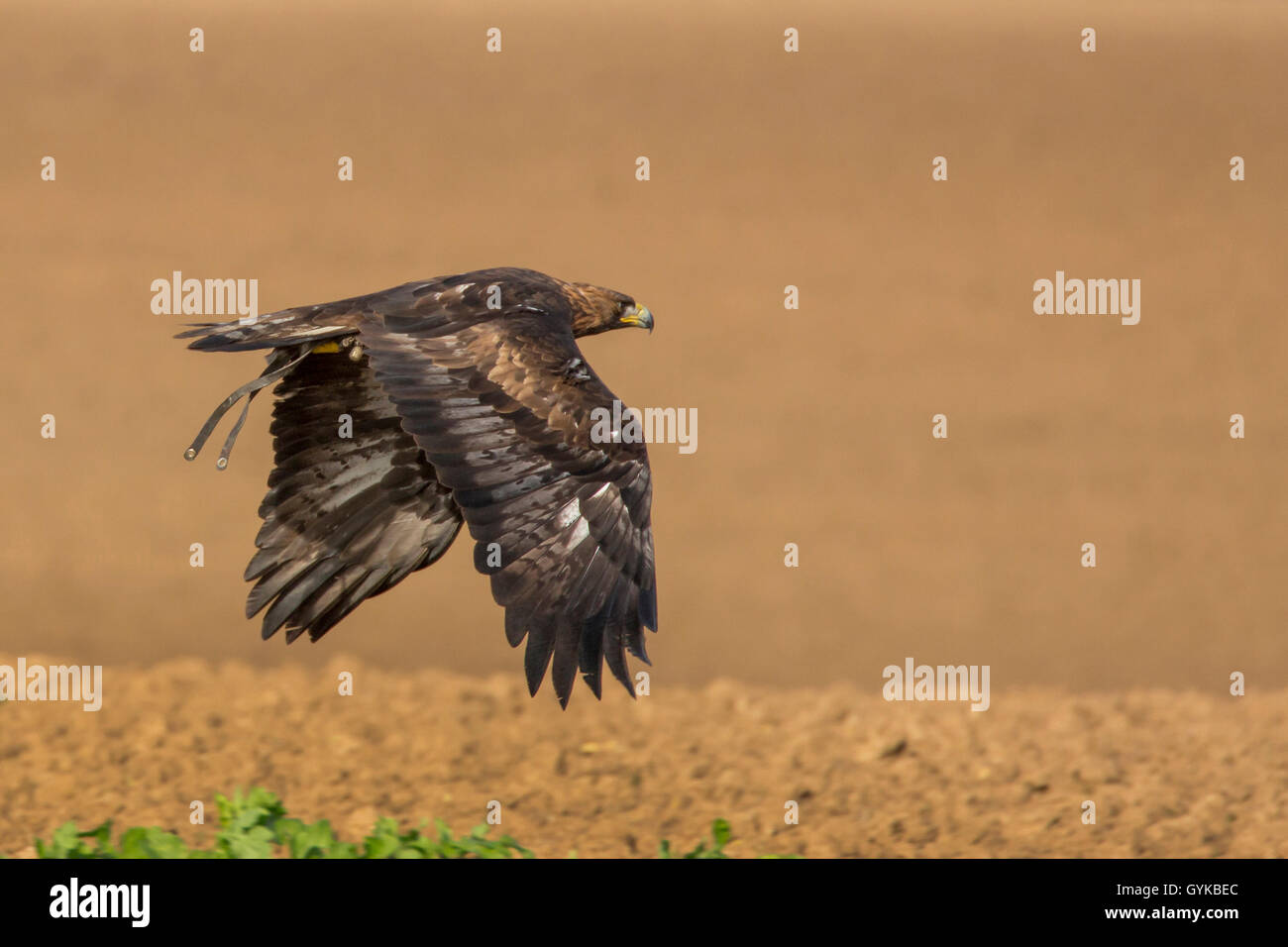golden eagle (Aquila chrysaetos), flying over an acre, Germany Stock ...