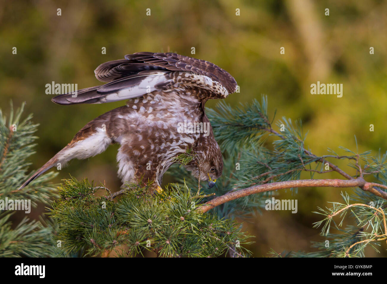 Buzzards on a branch in winter hi-res stock photography and images - Alamy