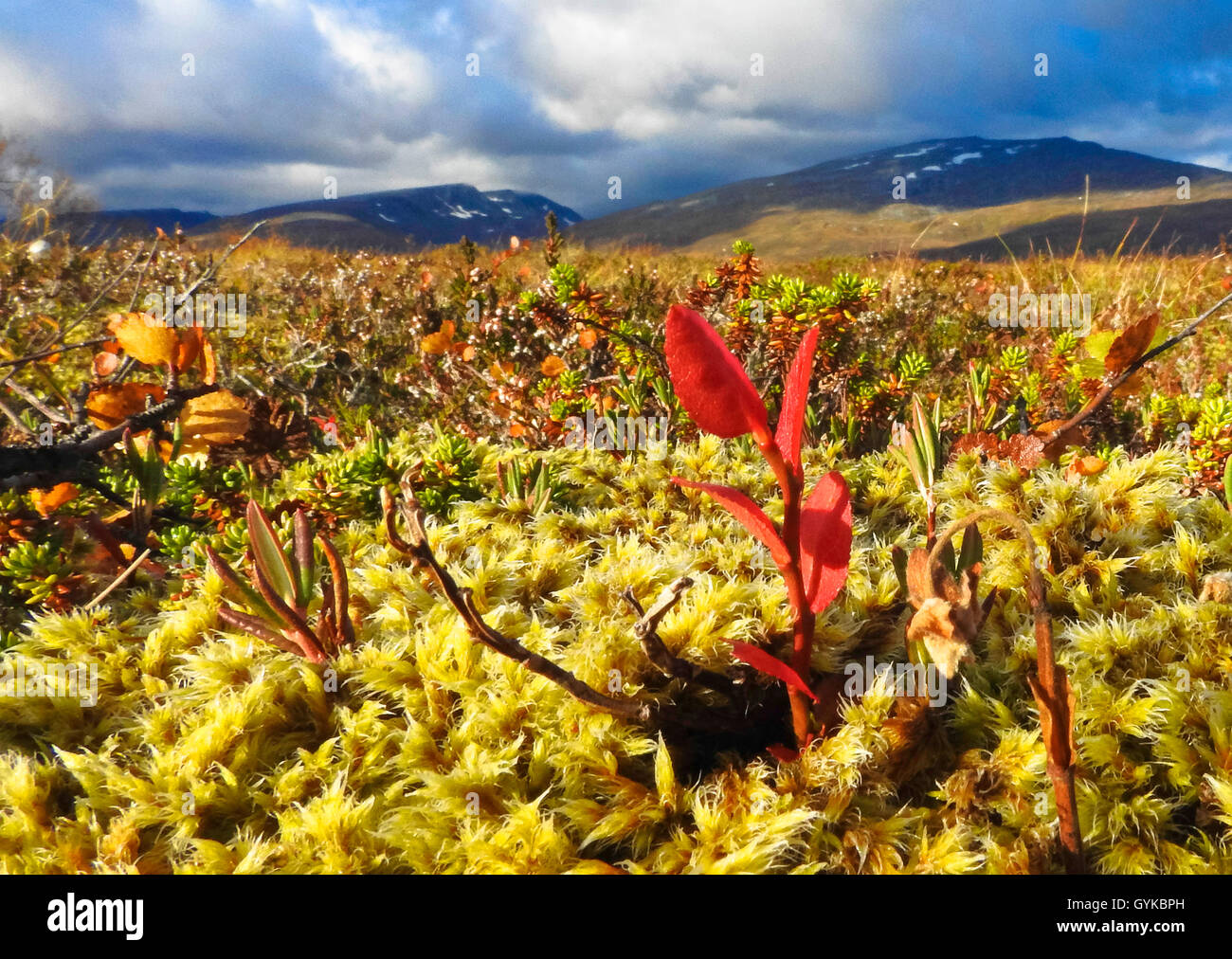 Tundra in fall colours hi-res stock photography and images - Alamy