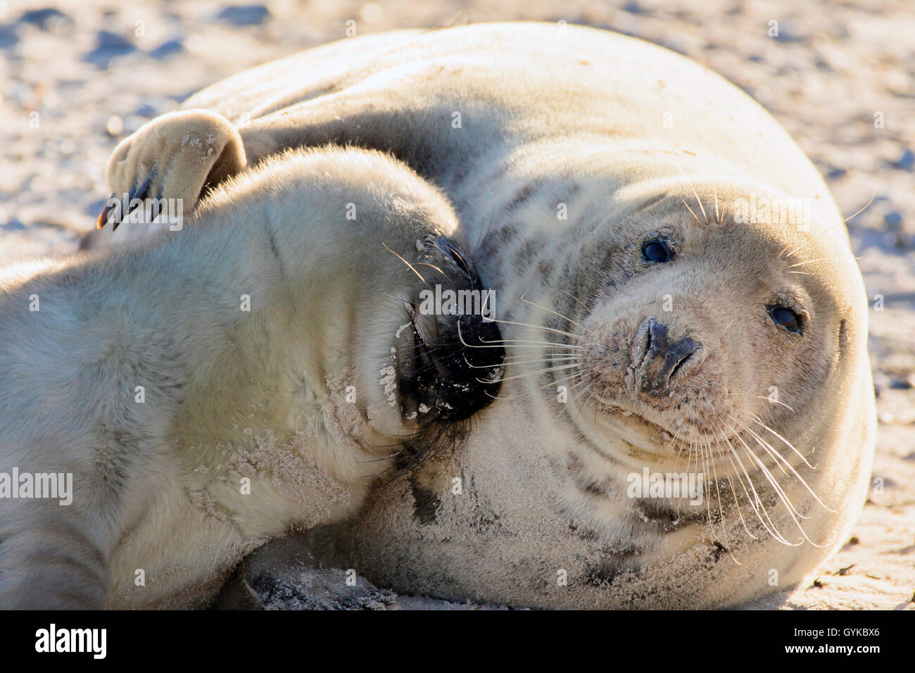 Female grey seals hi-res stock photography and images - Alamy