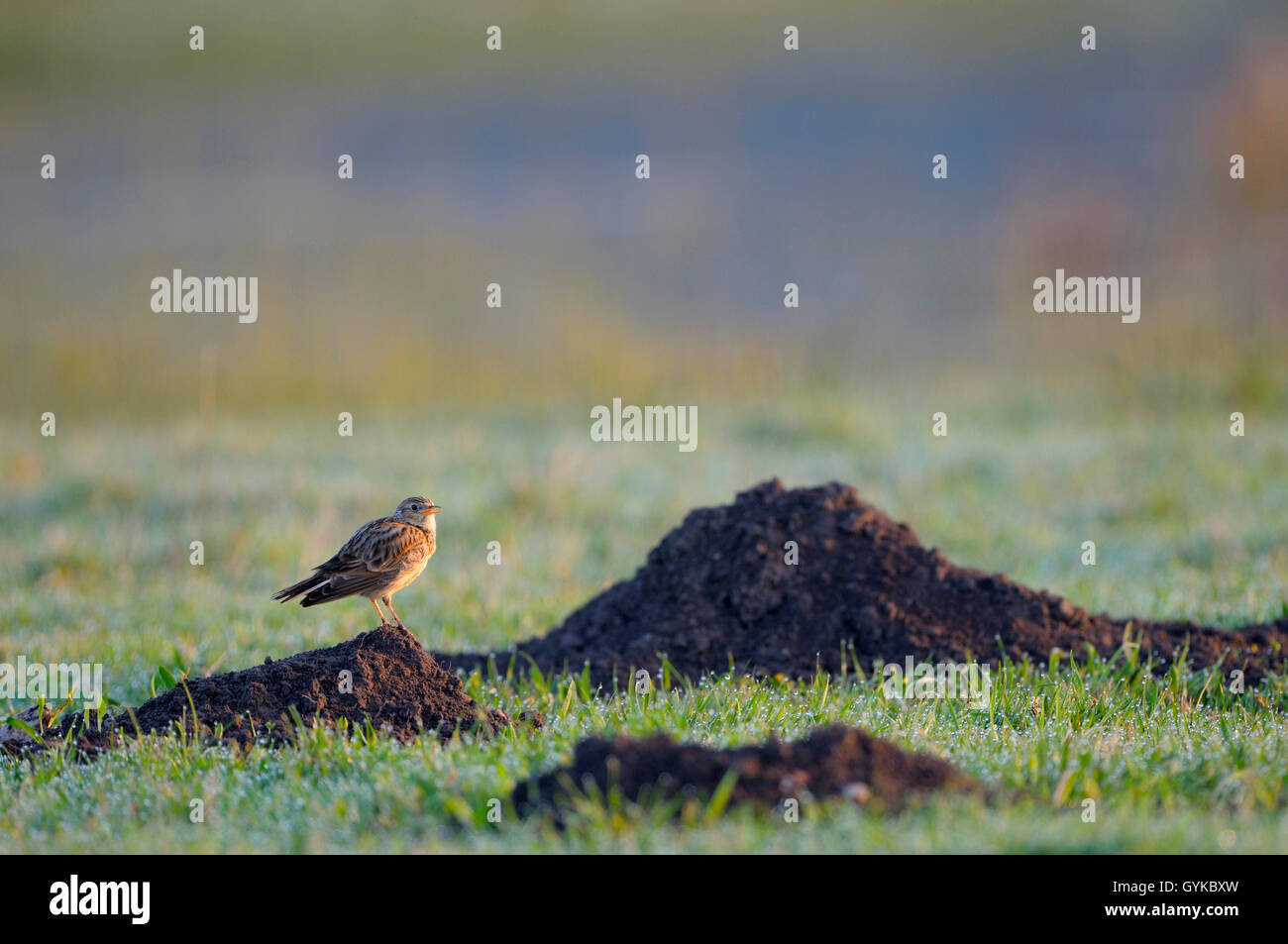 Feldlerche, Feld-Lerche (Alauda arvensis), Altvogel bei der Balz ...