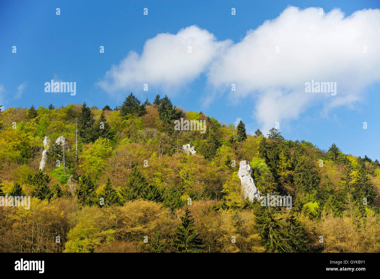 forested hill in spring, mixed forest at the Main-Danube Canal, Germany ...