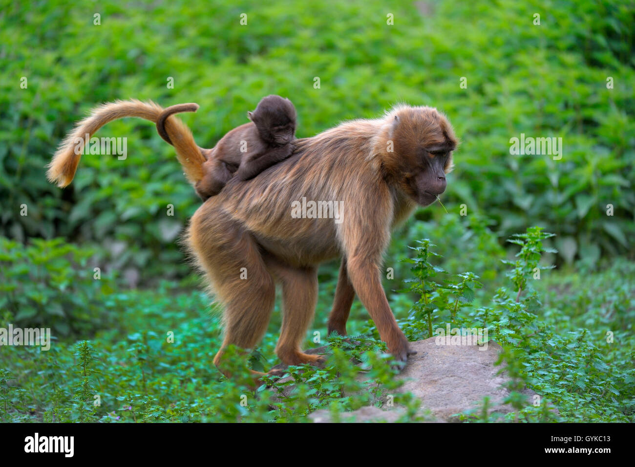 gelada, gelada baboons (Theropithecus gelada), female with pup on its ...