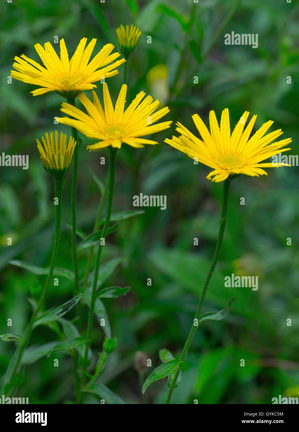 Yellow ox-eye (Buphthalmum salicifolium), blooming, Austria, Tyrol ...