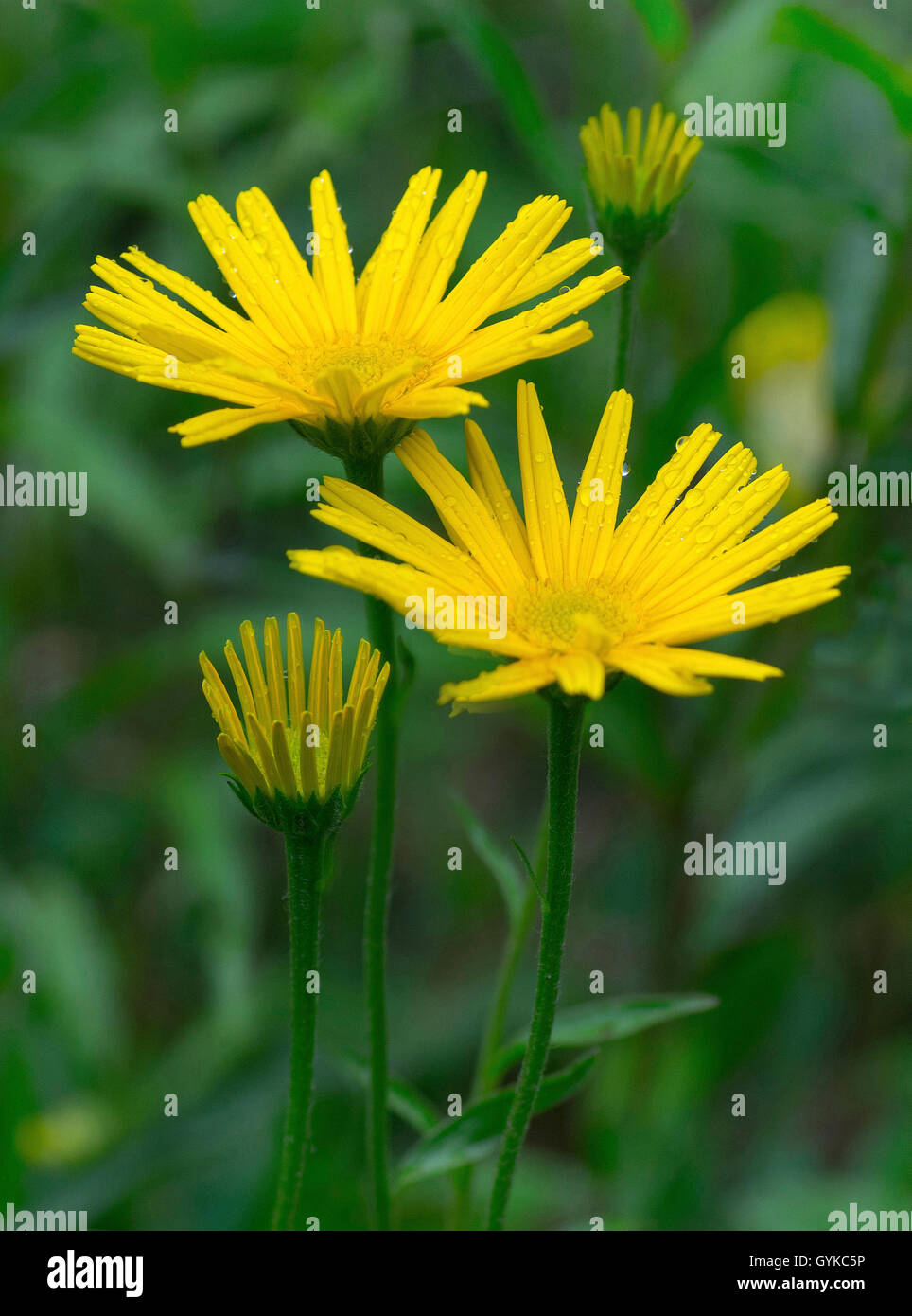 Yellow ox-eye (Buphthalmum salicifolium), blooming, Austria, Tyrol ...