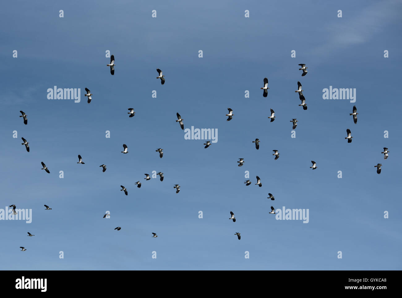 A late summer flock of Lapwings at the end of the breeding season near ...