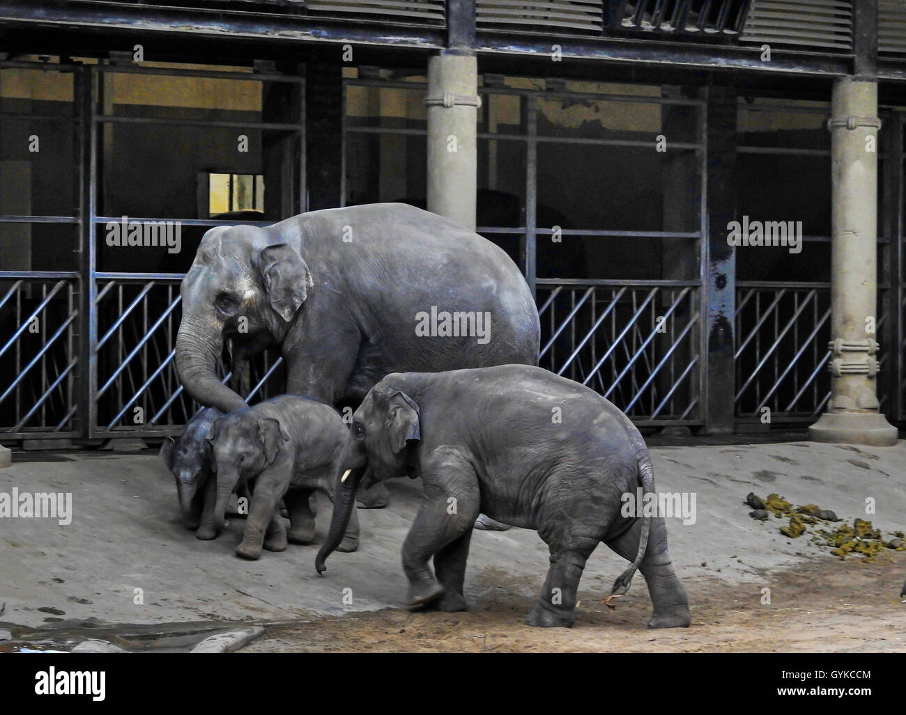 Asiatic elephant, Asian elephant (Elephas maximus), elephant babies at ...