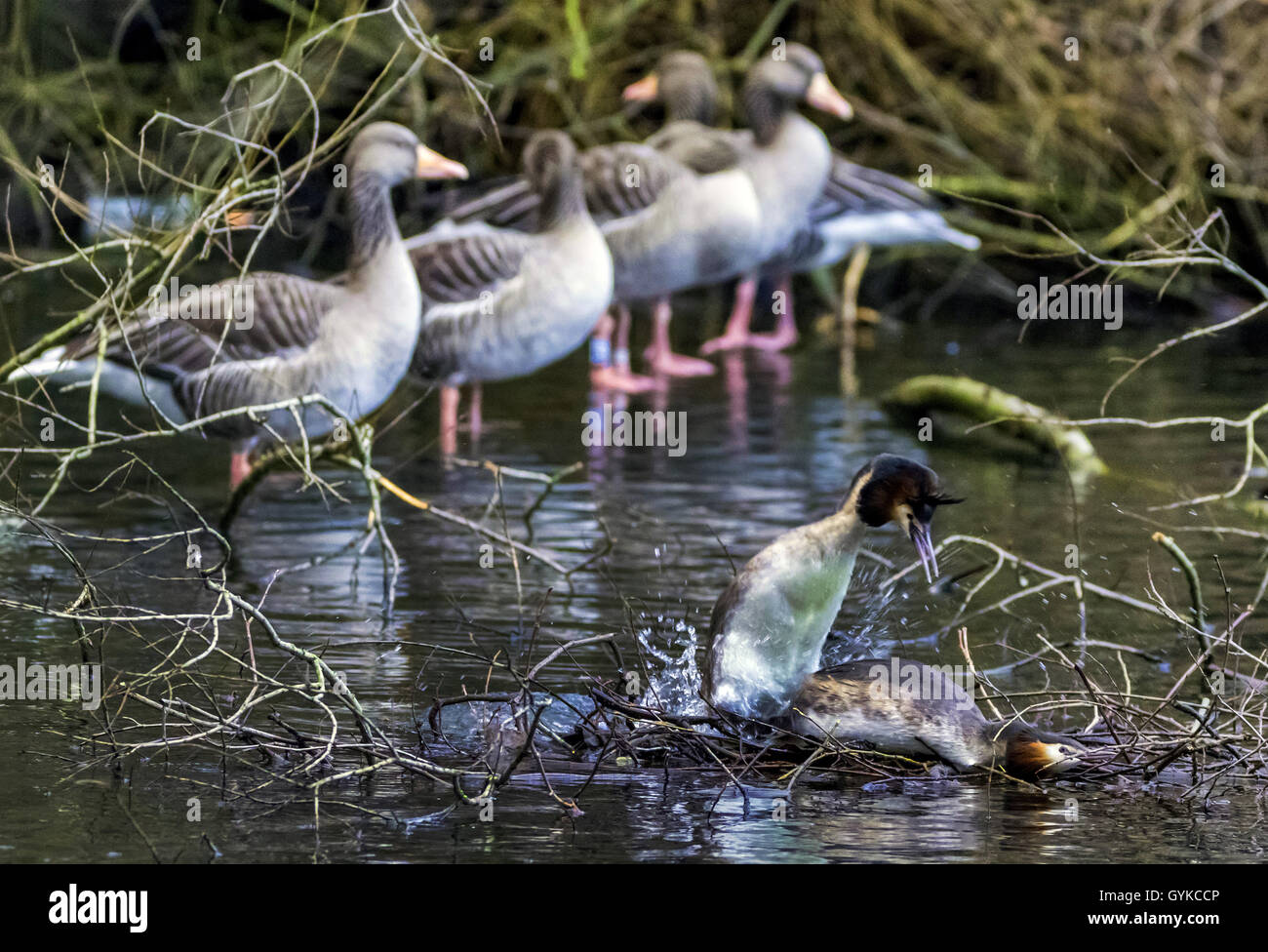 great crested grebe (Podiceps cristatus), mating with greylag geese in ...