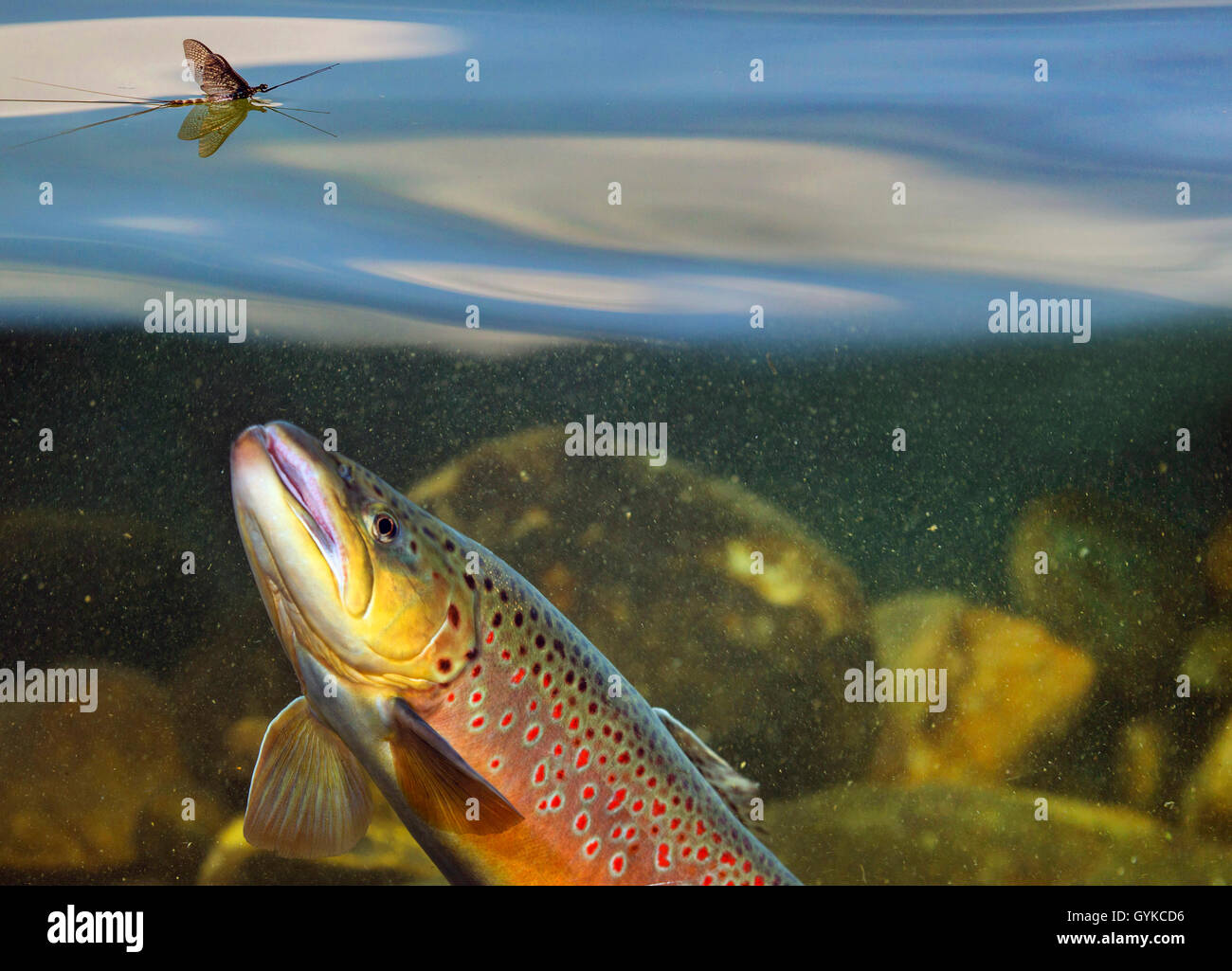 River insects hi-res stock photography and images - Alamy