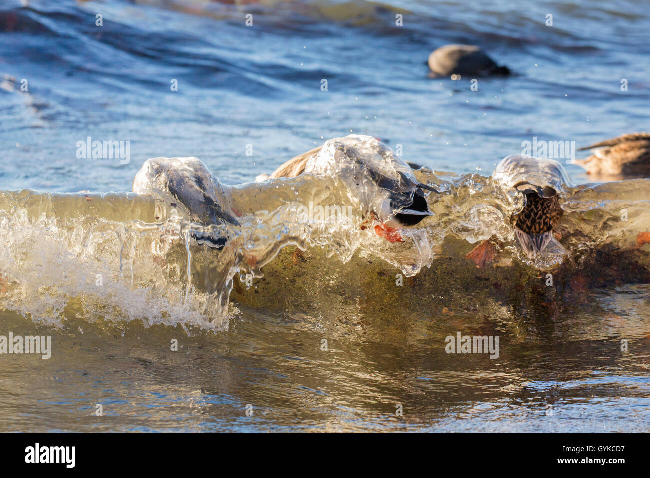 Overrun animals hi-res stock photography and images - Alamy