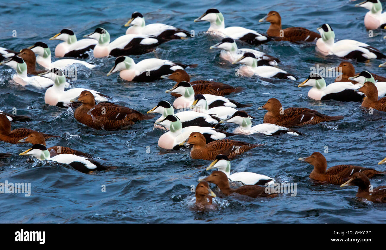 Common eider (Somateria mollissima), swimming flock , Norway, Fylke ...