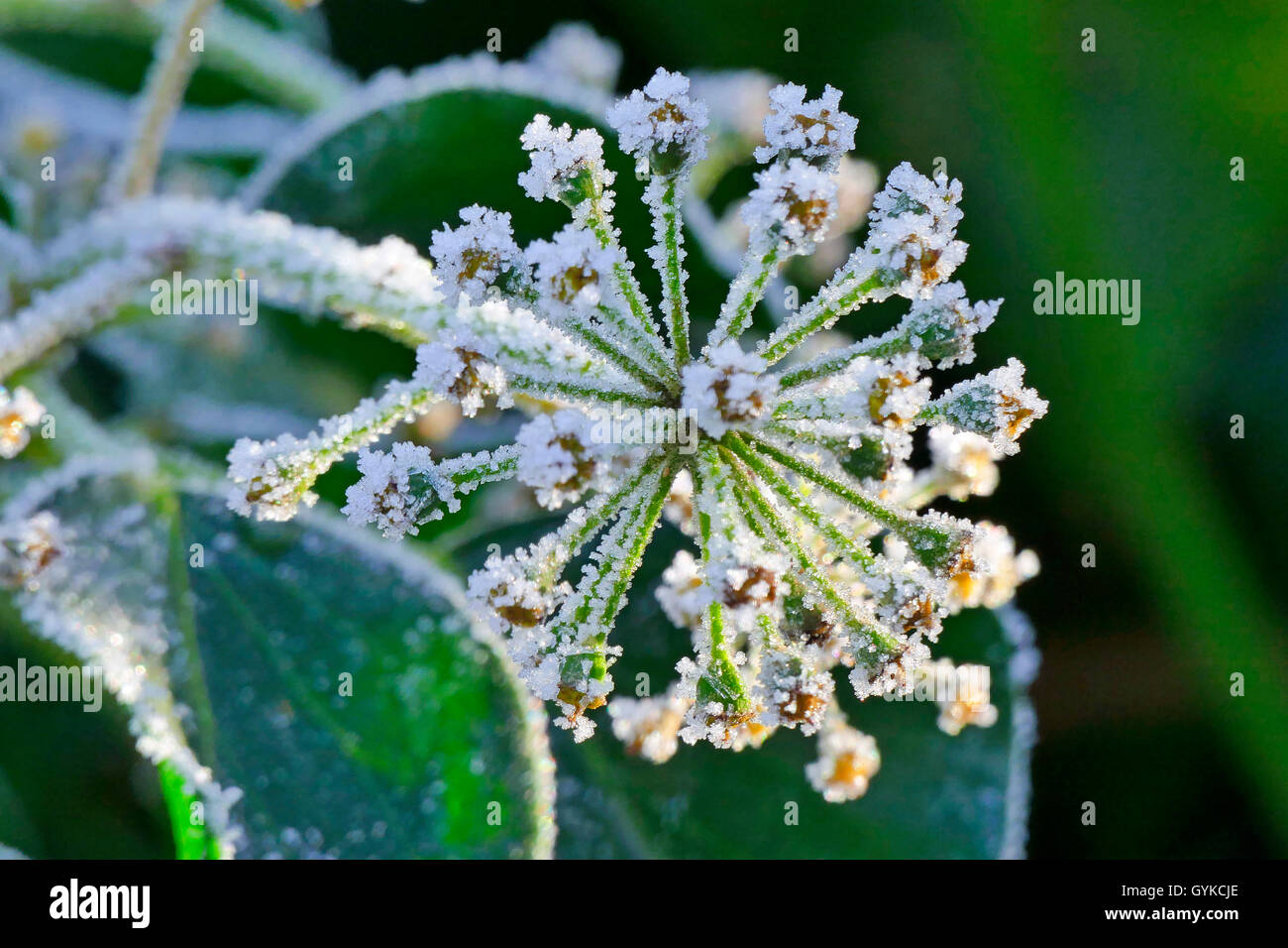 English ivy, common ivy (Hedera helix), icy infructescence in winter ...