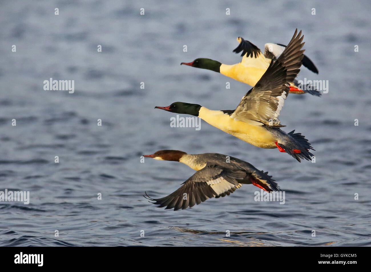 Duck flying over water hi-res stock photography and images - Alamy