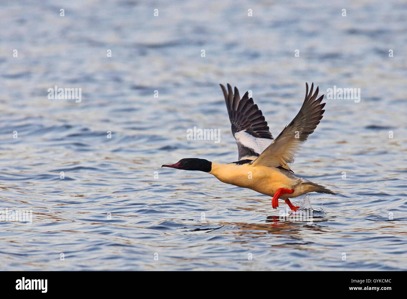 goosander (Mergus merganser), drake starting from the water, side view ...