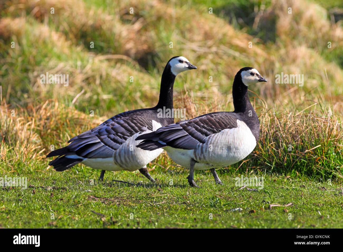 barnacle goose (Branta leucopsis), two barnacle geese in a meadow ...