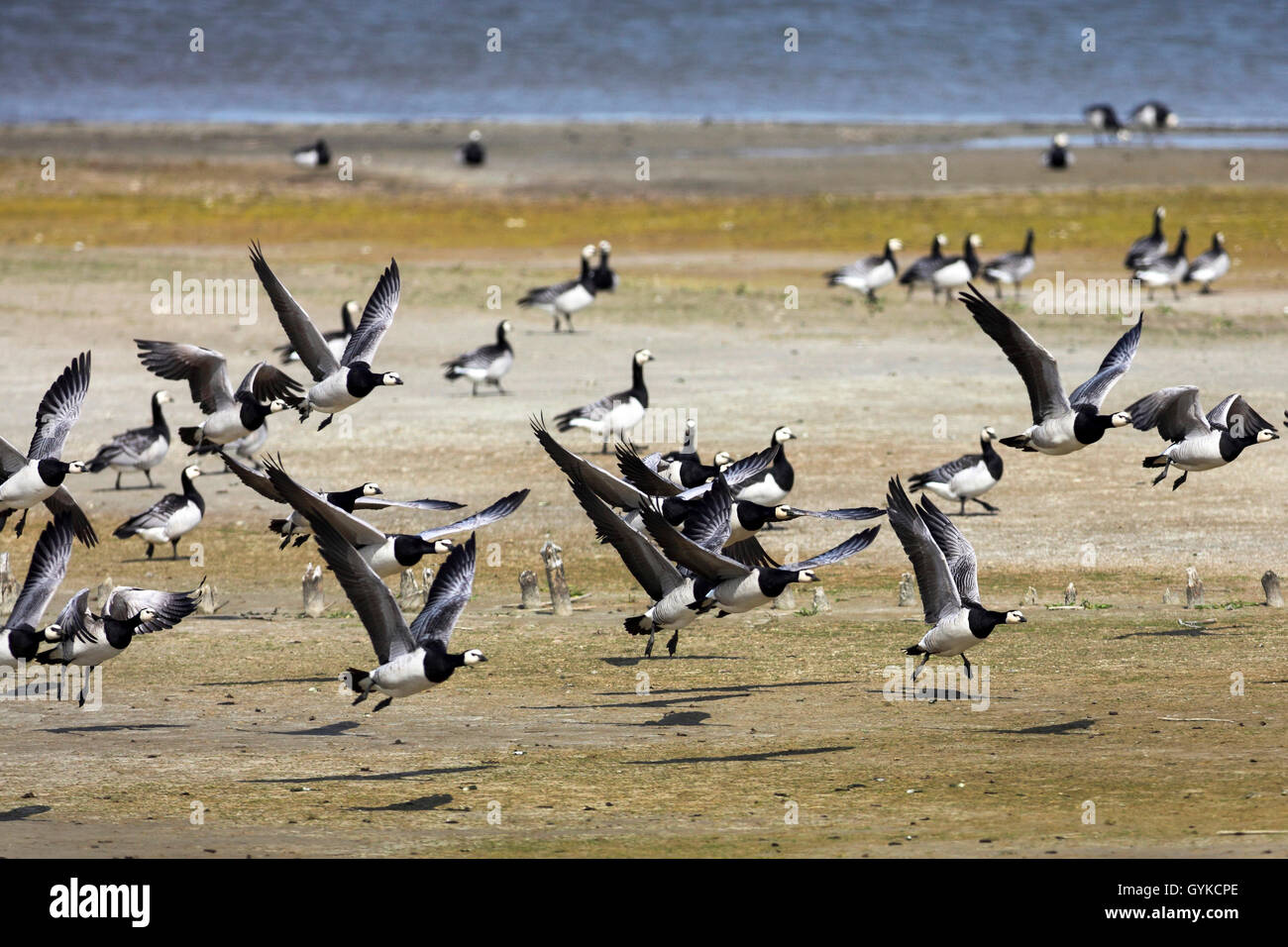 barnacle goose (Branta leucopsis), flying flock, Germany Stock Photo ...