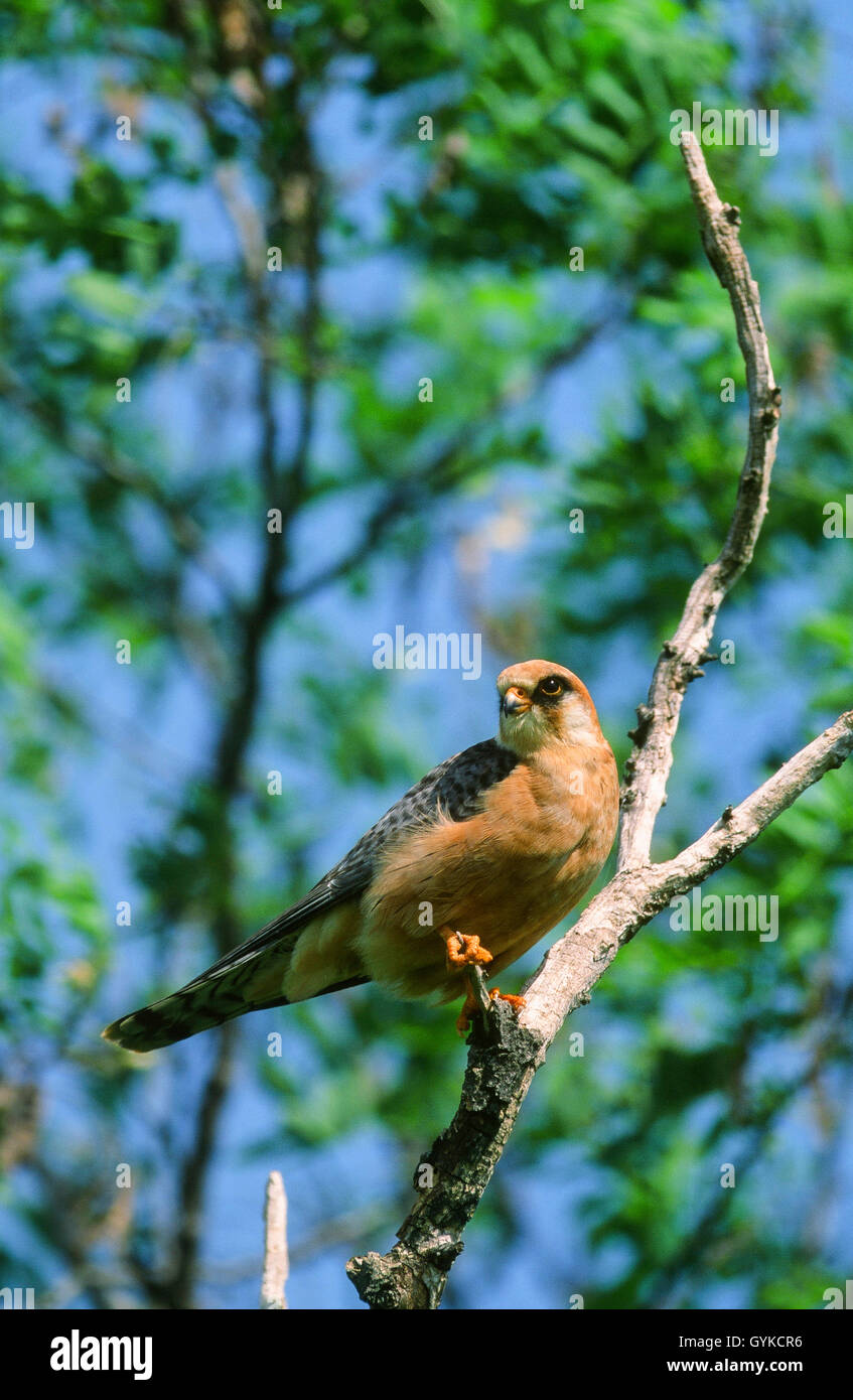 western red-footed falcon (Falco vespertinus), female on a tree Stock ...