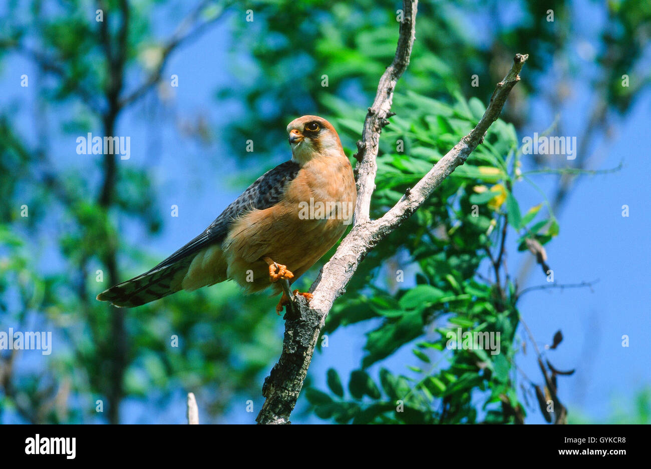 western red-footed falcon (Falco vespertinus), female on a tree Stock ...