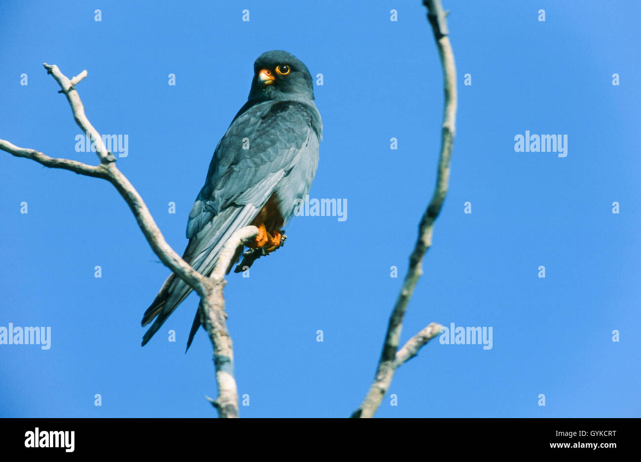 western red-footed falcon (Falco vespertinus), male on a tree Stock ...
