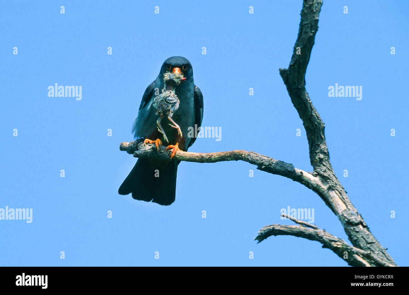 western red-footed falcon (Falco vespertinus), male with caught chick ...