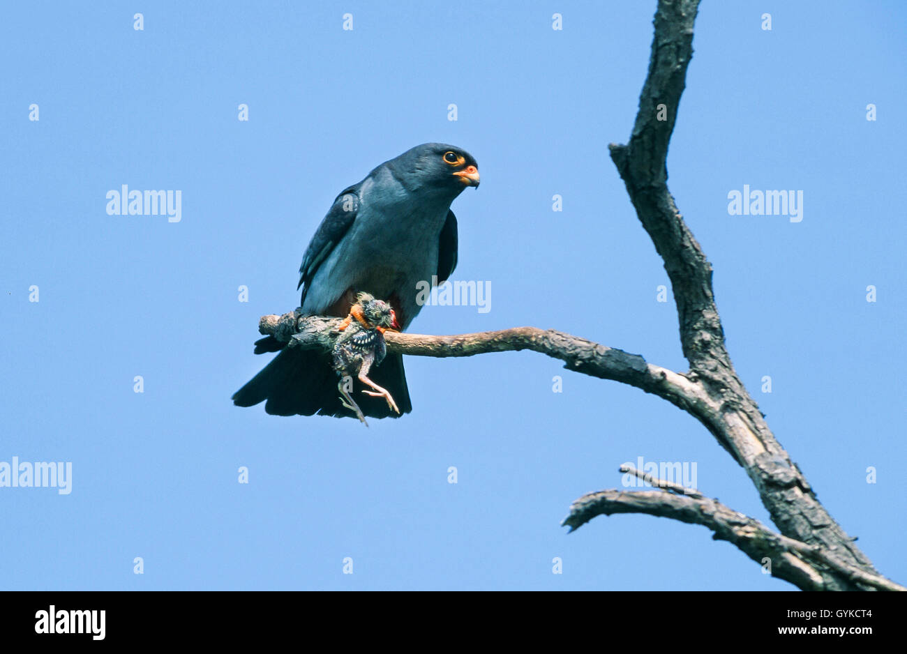 western red-footed falcon (Falco vespertinus), male with caught chick ...